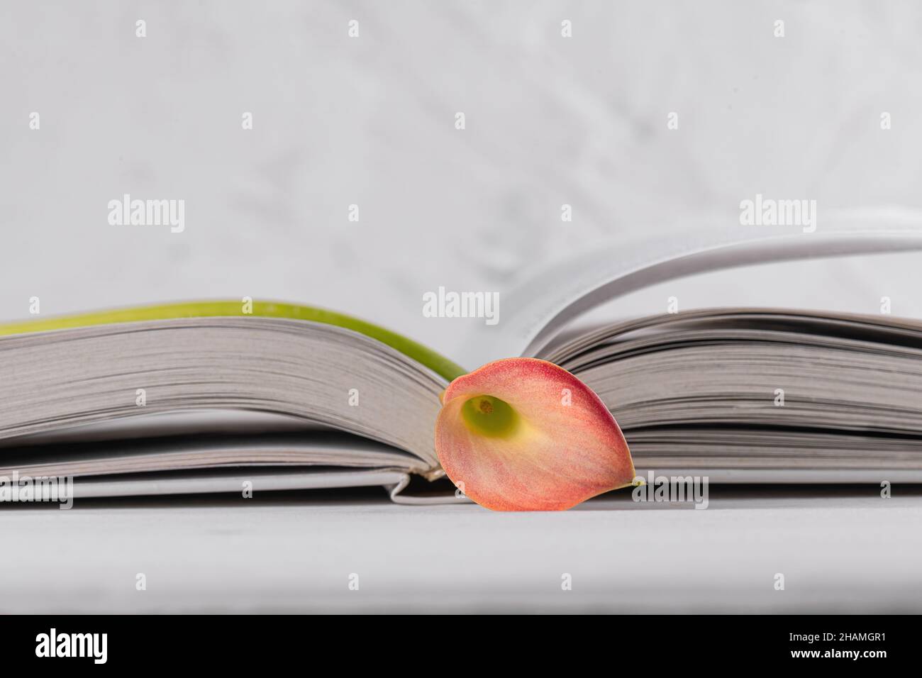 Pink Calla lily on a opened book on a white background. World Book Day ...