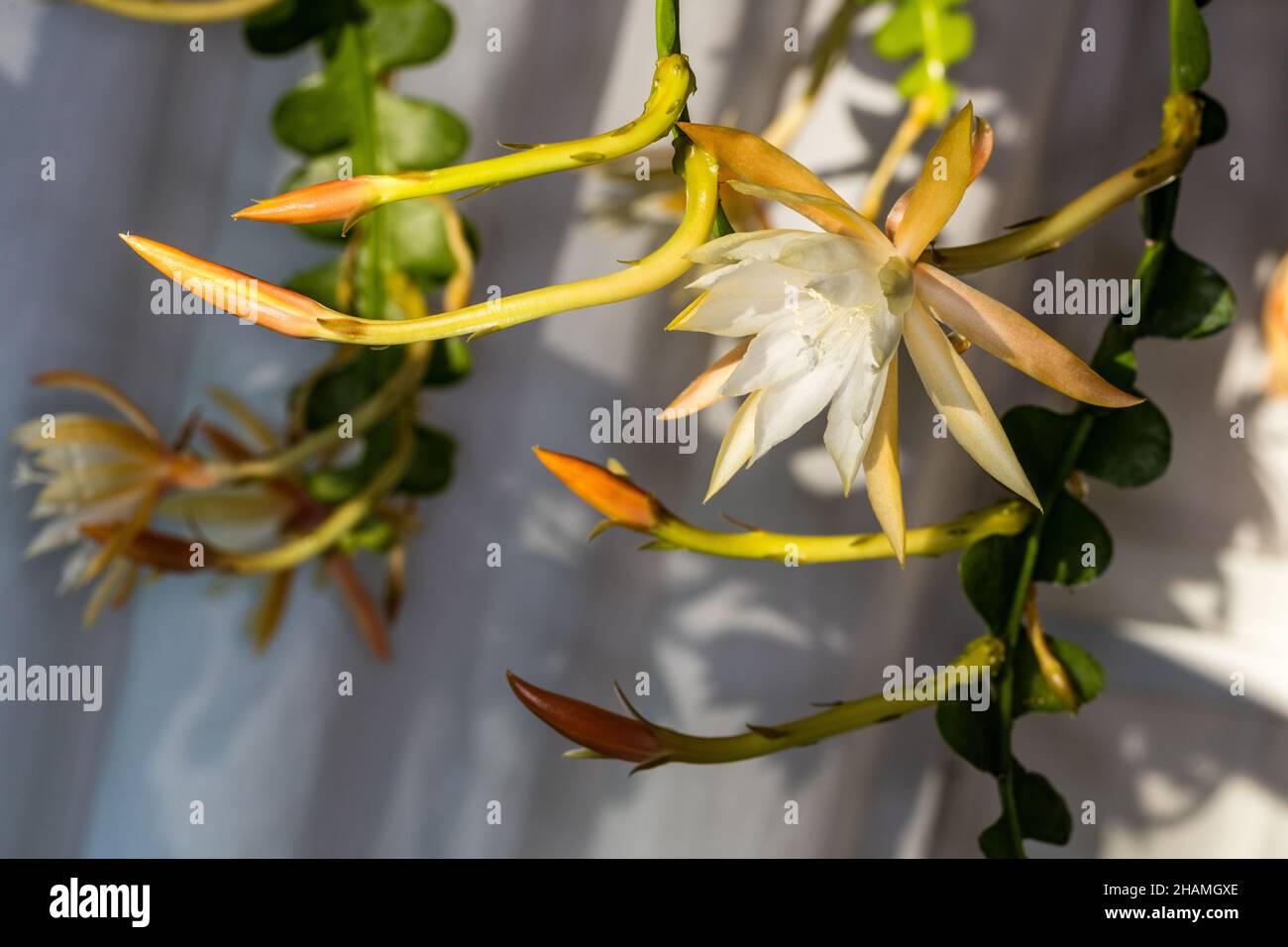 Fishbone Cactus, Flikig bladkaktus (Disocactus anguliger Stock Photo ...