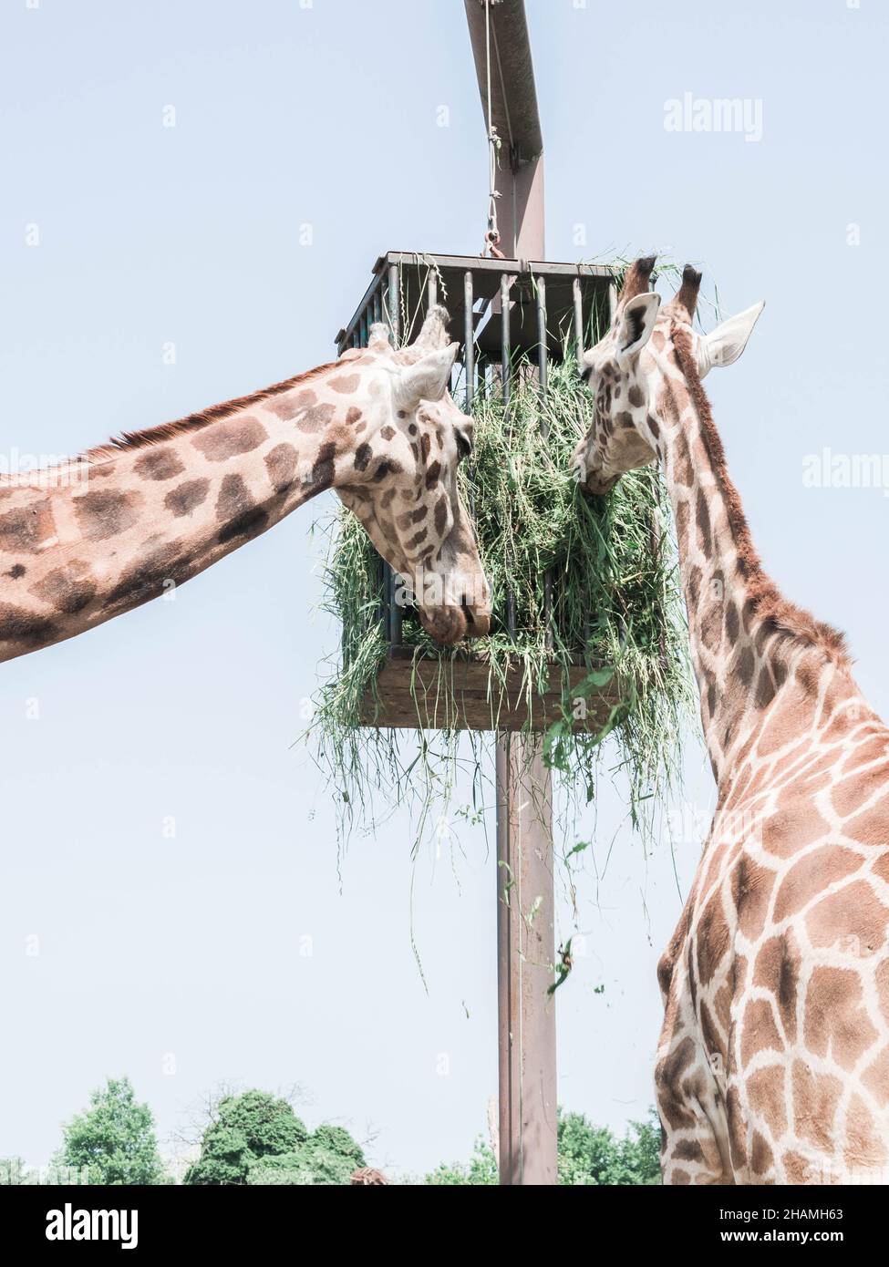 Giraffe giraffes feeder hi-res stock photography and images - Alamy