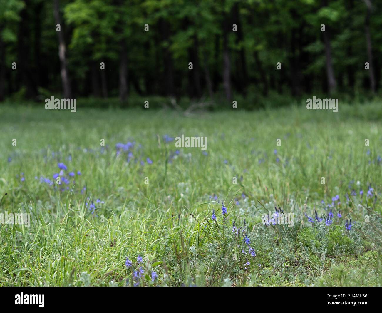 An open meadow in the forest overgrown with wild blue flowers. Nature ...