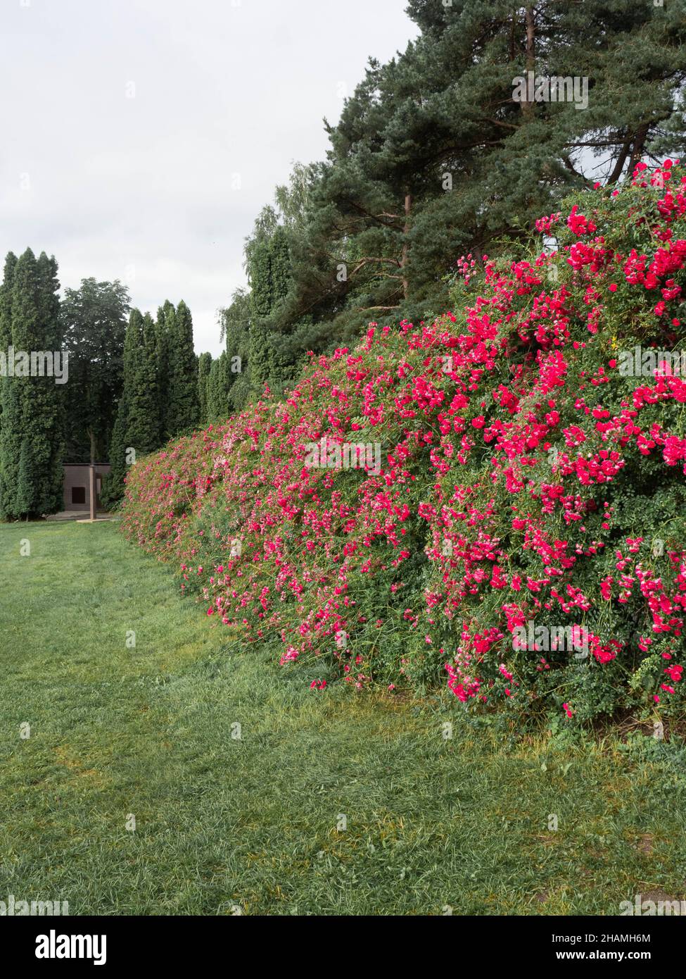 Hedge and plant fence. Pink rose fence in the park. Growing roses as ...