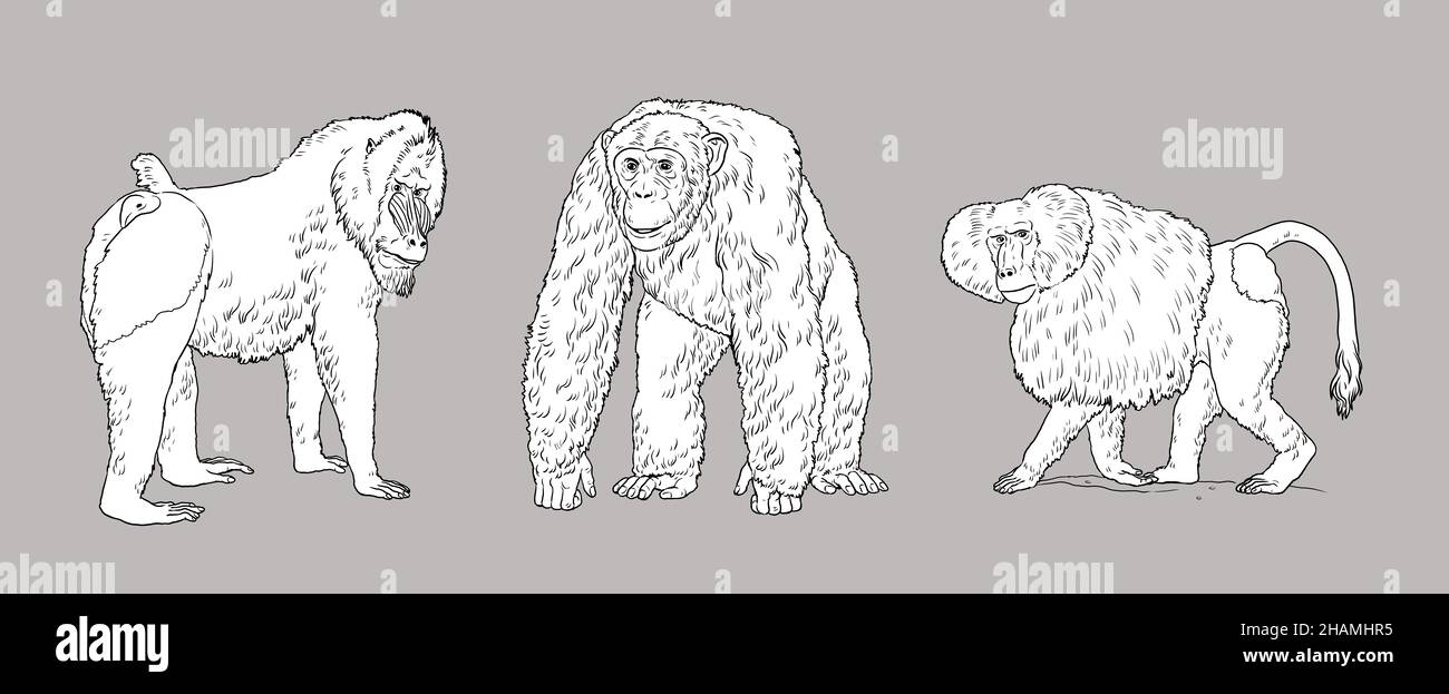 The hamadryas baboon, chimpanzee and mandrill illustration. Big apes ...