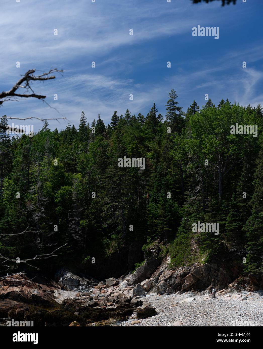 Vertical shot of a forest under the sunlight and a blue sky in Acadia ...