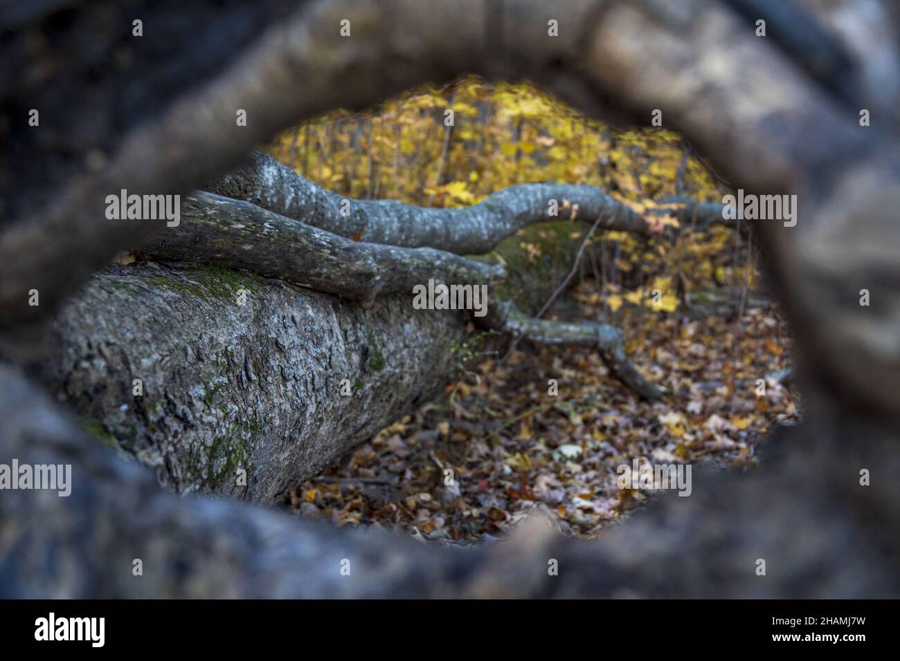 Closeup shot aged fallen hi-res stock photography and images - Alamy