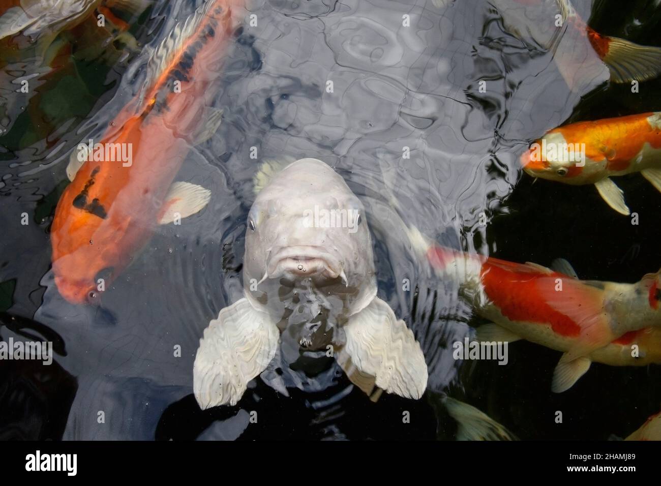 Kol carp hi-res stock photography and images - Alamy