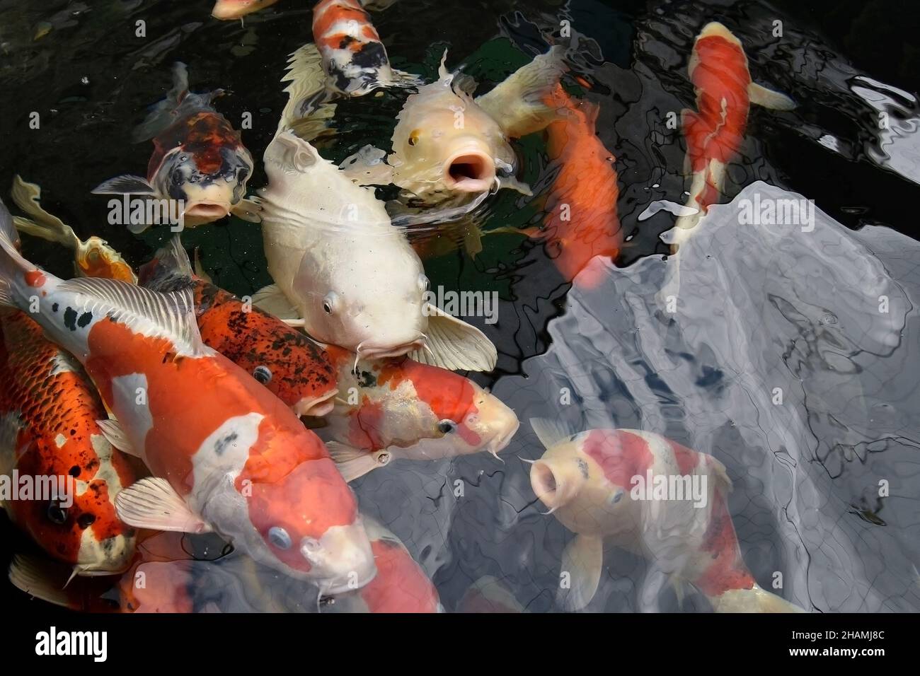 Kol carp hi-res stock photography and images - Alamy