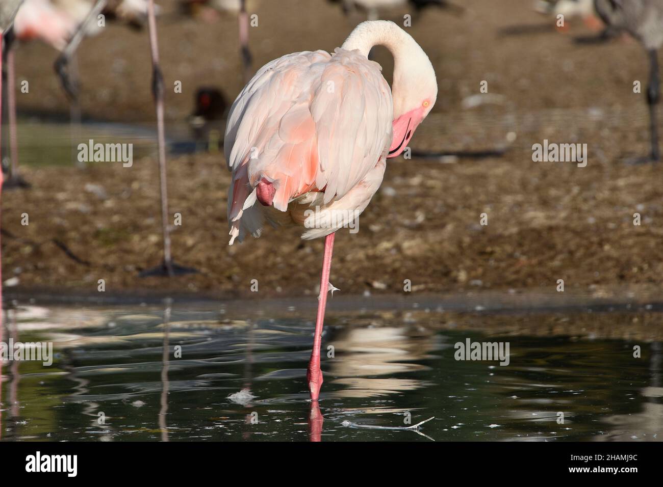 Flamingo pink , tropical animal wildlife , exotic Stock Photo - Alamy