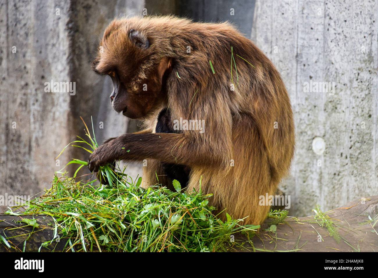 Monkey and the baby , moom Animal wildlife Stock Photo - Alamy