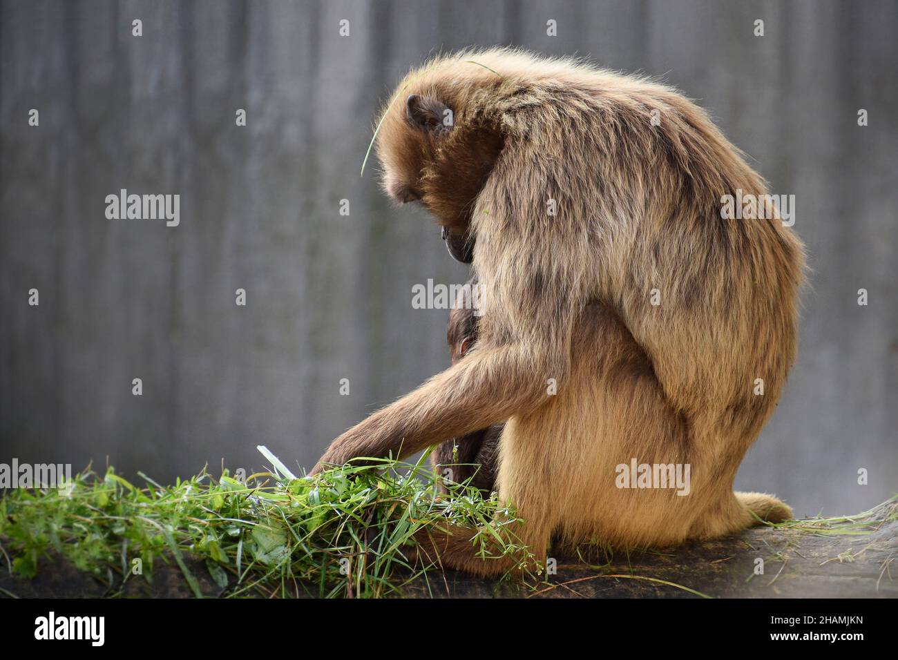 Monkey and the baby , moom Animal wildlife Stock Photo - Alamy