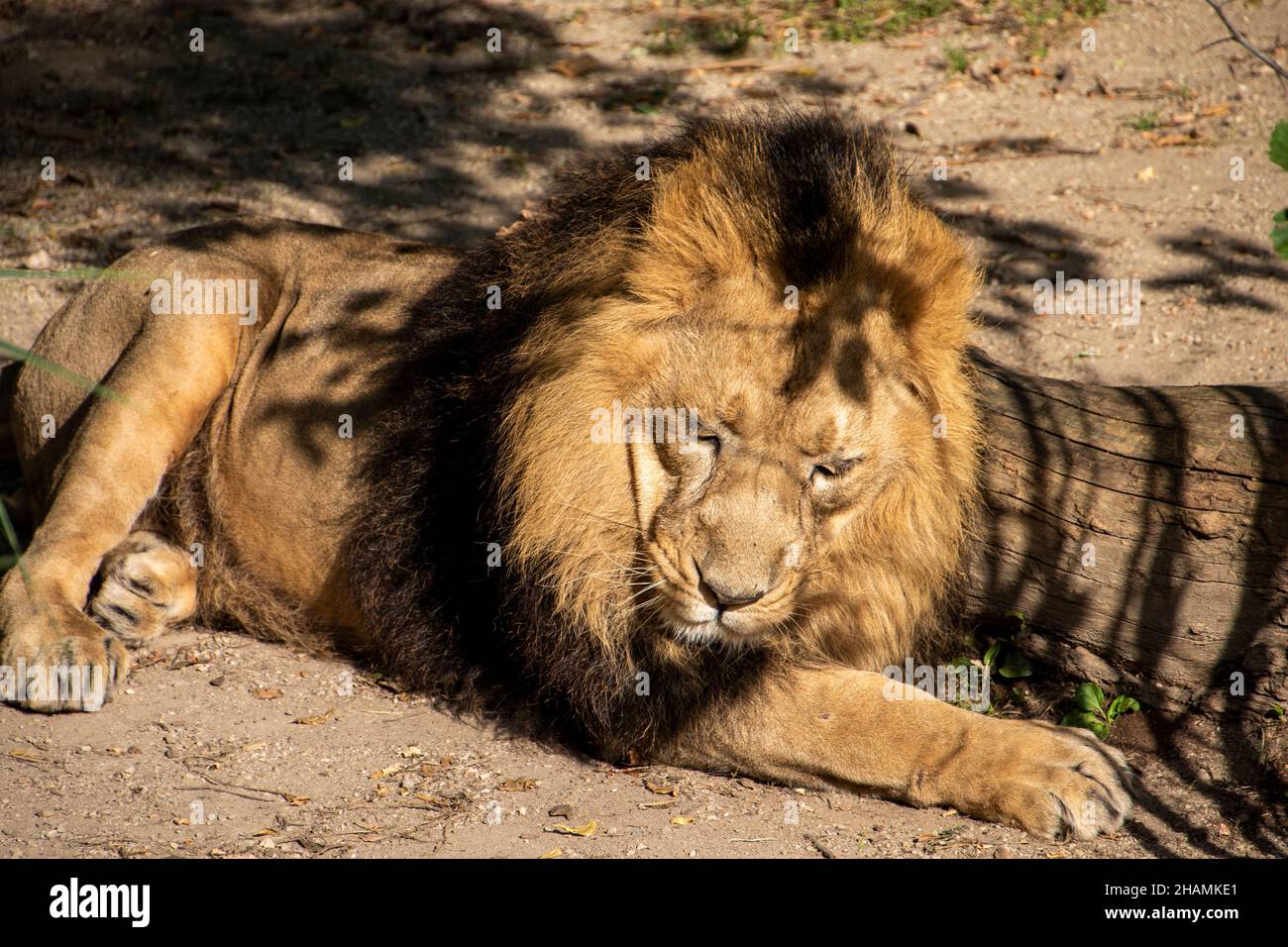 Lion , King of the jungle , Portrait Wildlife animal Stock Photo - Alamy
