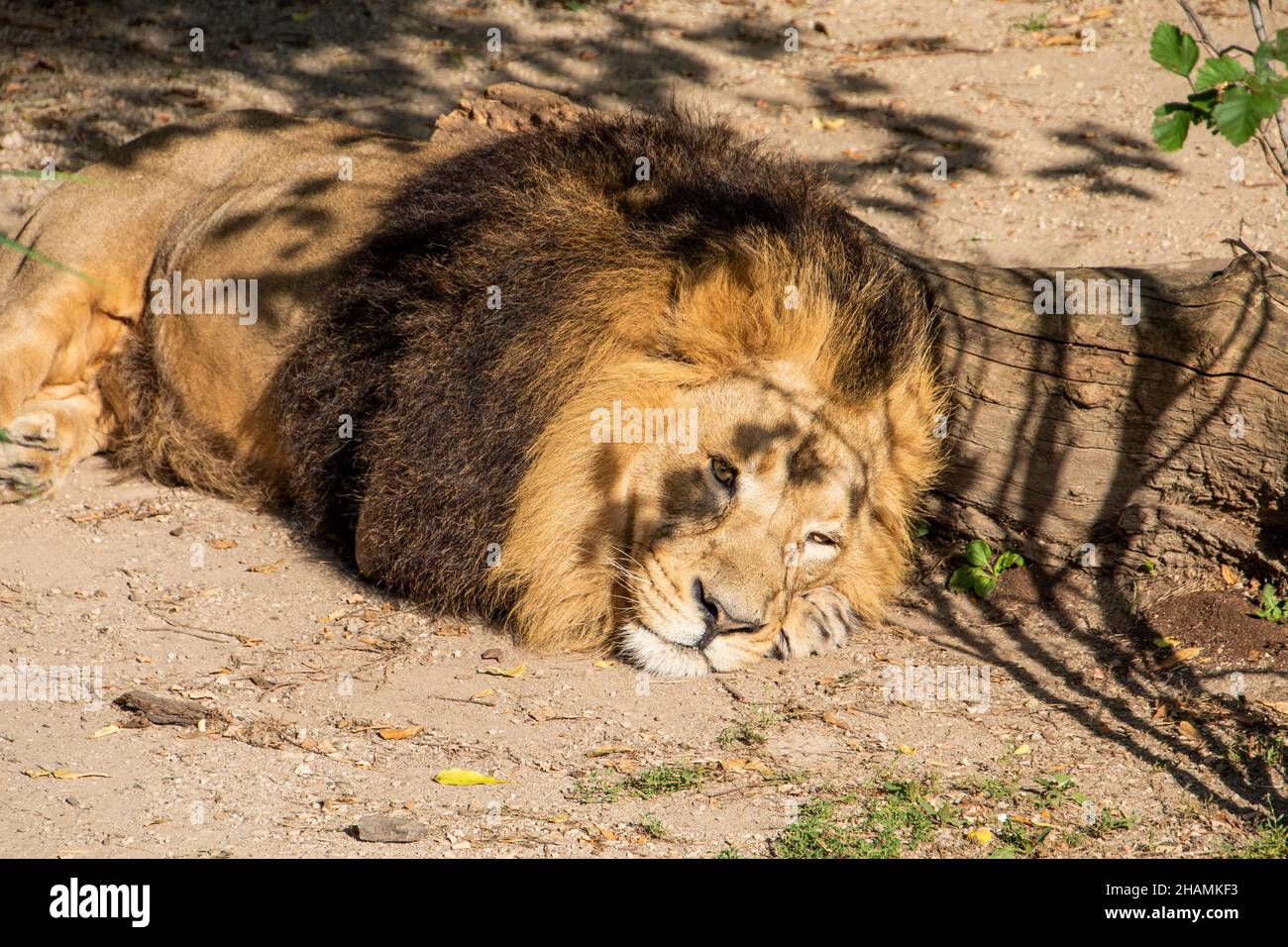 Lion , King of the jungle , Portrait Wildlife animal Stock Photo - Alamy
