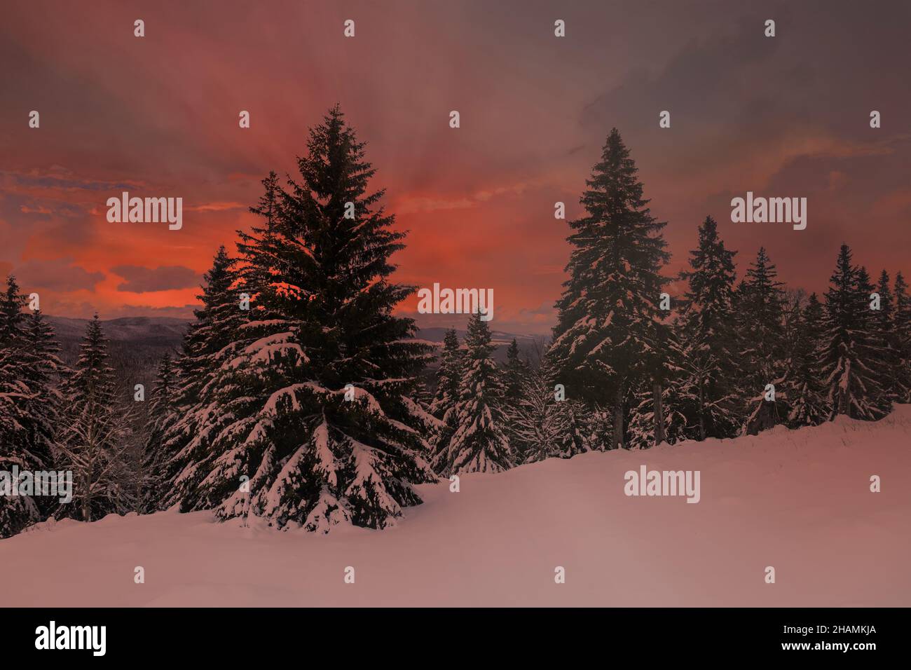 Mesmerizing scene of snowy fur trees on an icy ground with an orange ...