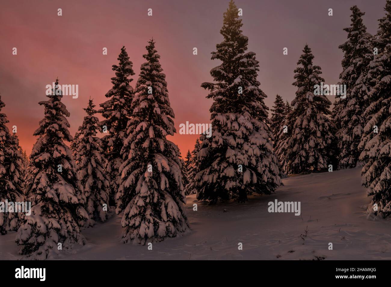 Mesmerizing scene of snowy fur trees on an icy ground with an orange ...
