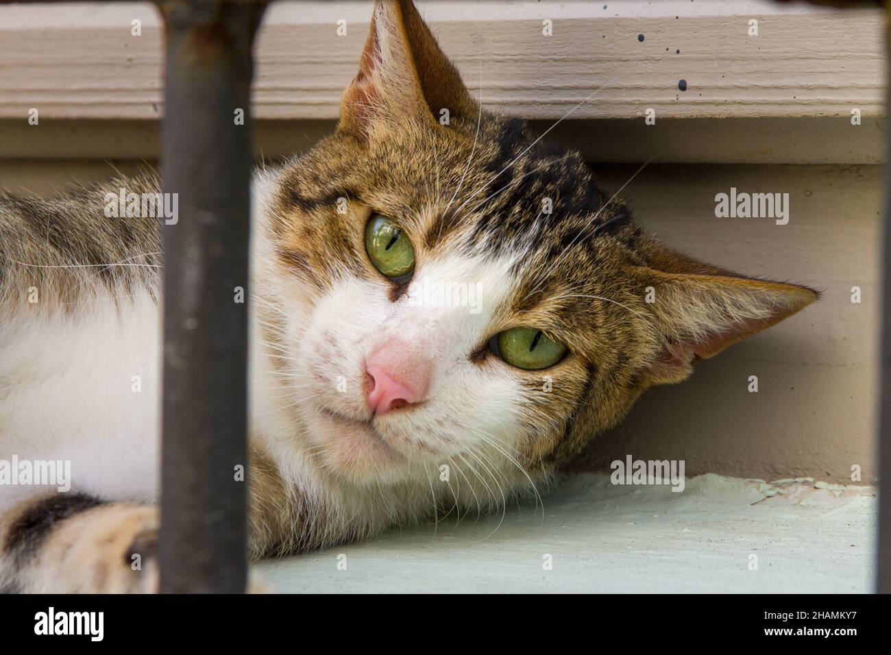 Tabby cat lying on the floor behind rusty pole Stock Photo - Alamy