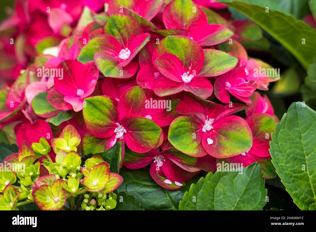 red hortensia flowers - close up Stock Photo - Alamy