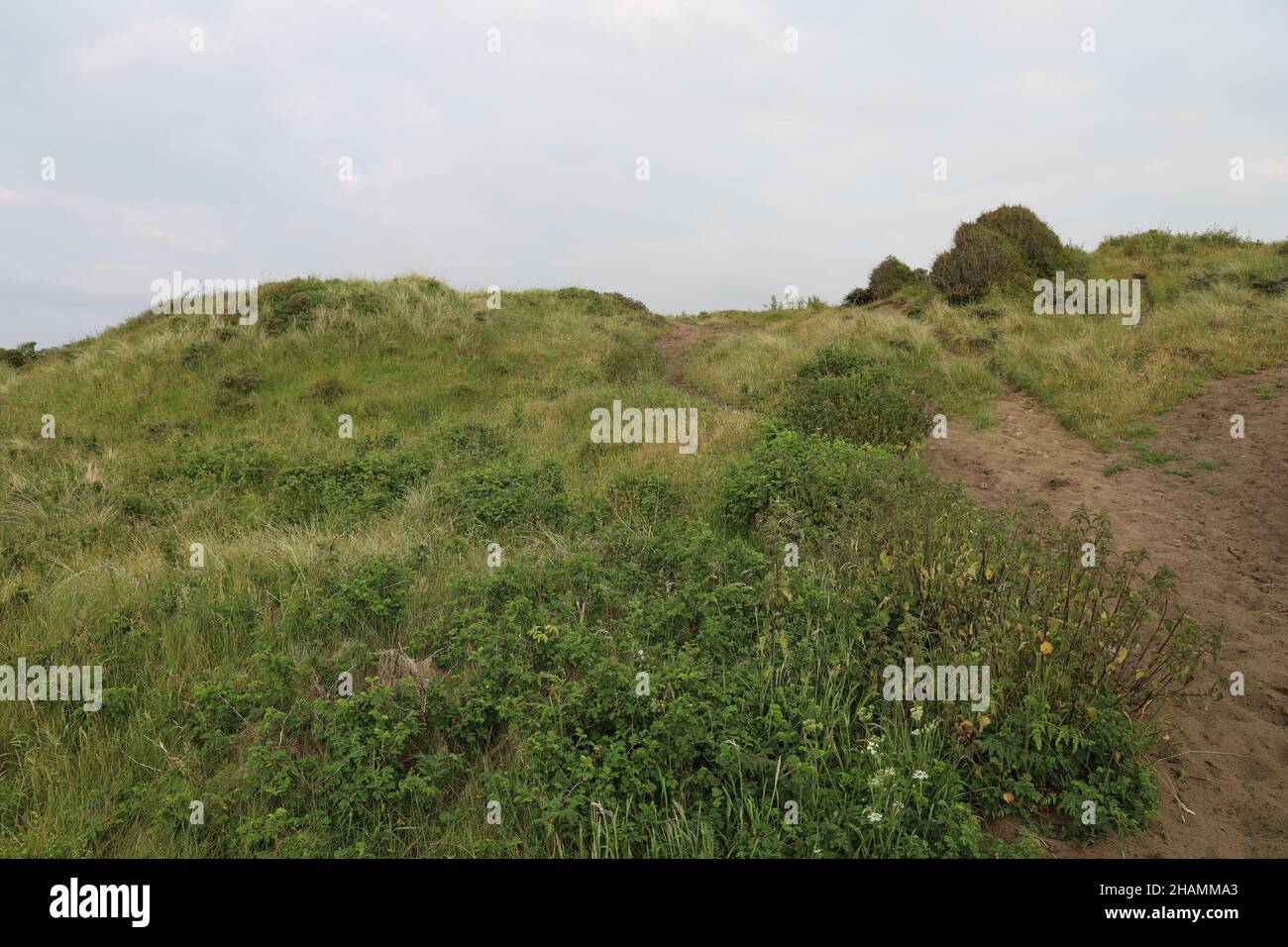 Grassy ground under a blue cloudy sky in Lonstrup, Denmark Stock Photo ...