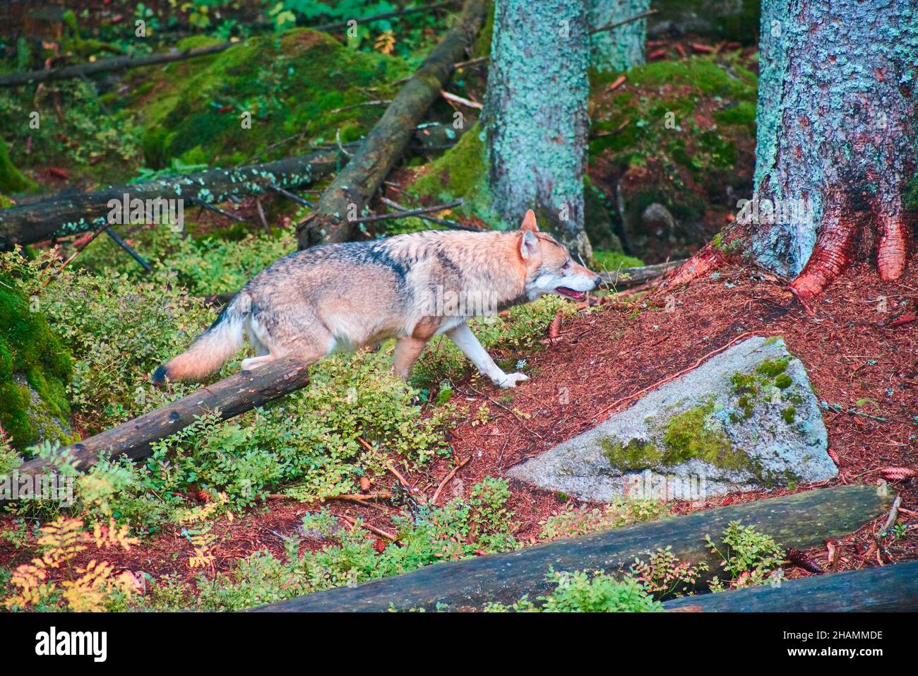 Srni hi-res stock photography and images - Alamy