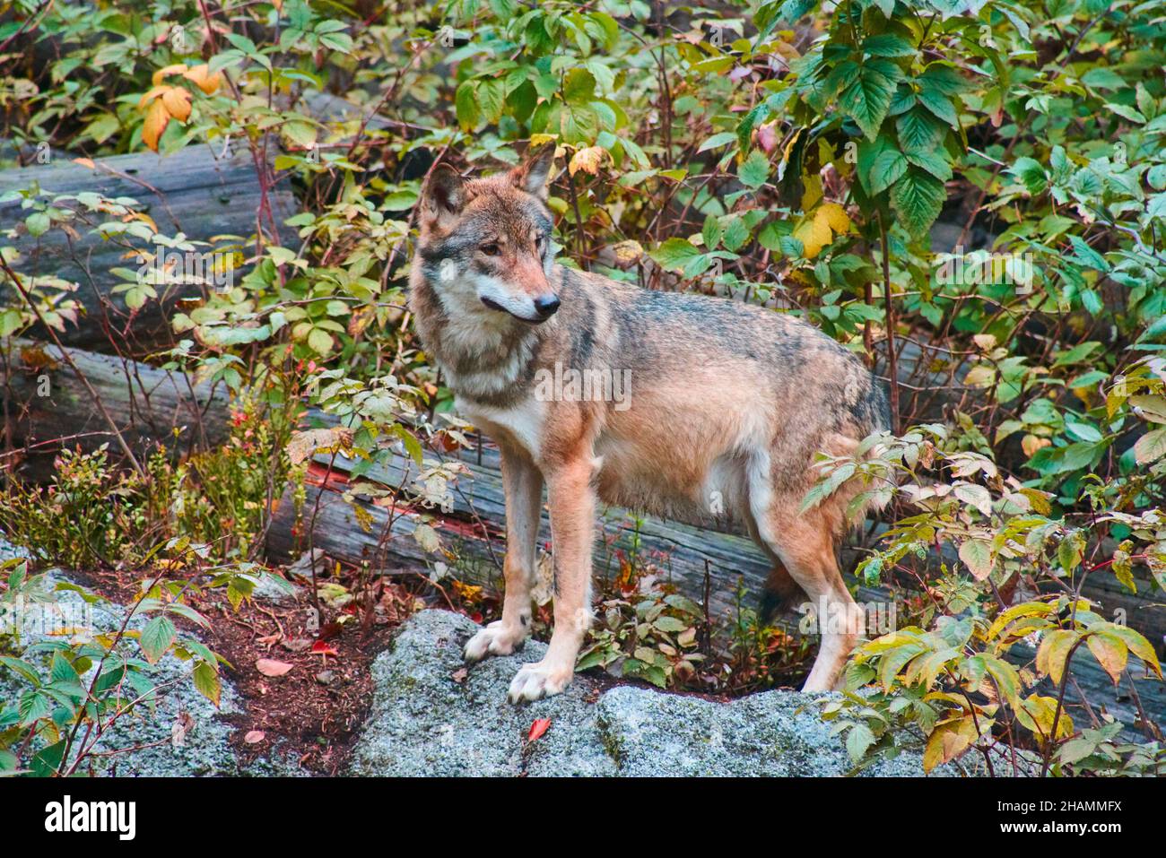 wolf in Srni at Sumava Stock Photo - Alamy