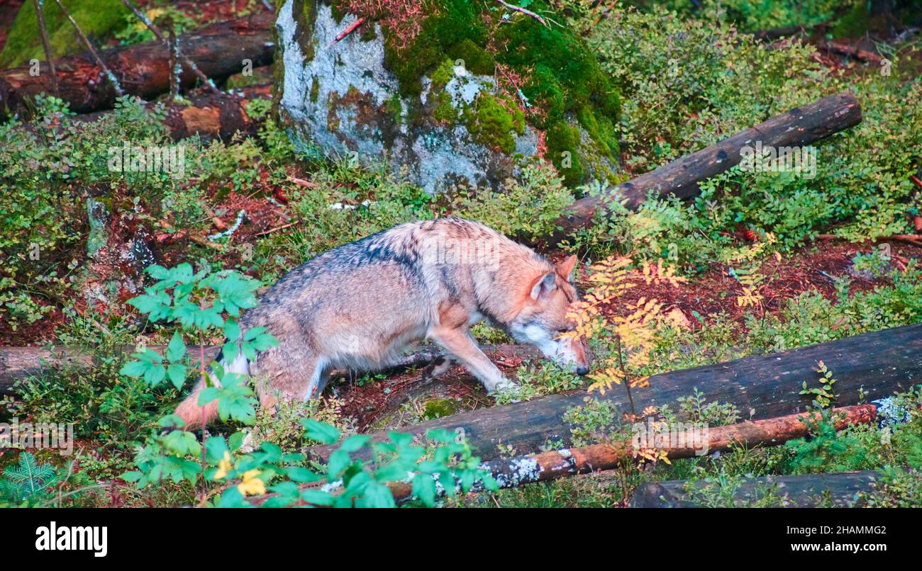 Srni hi-res stock photography and images - Alamy