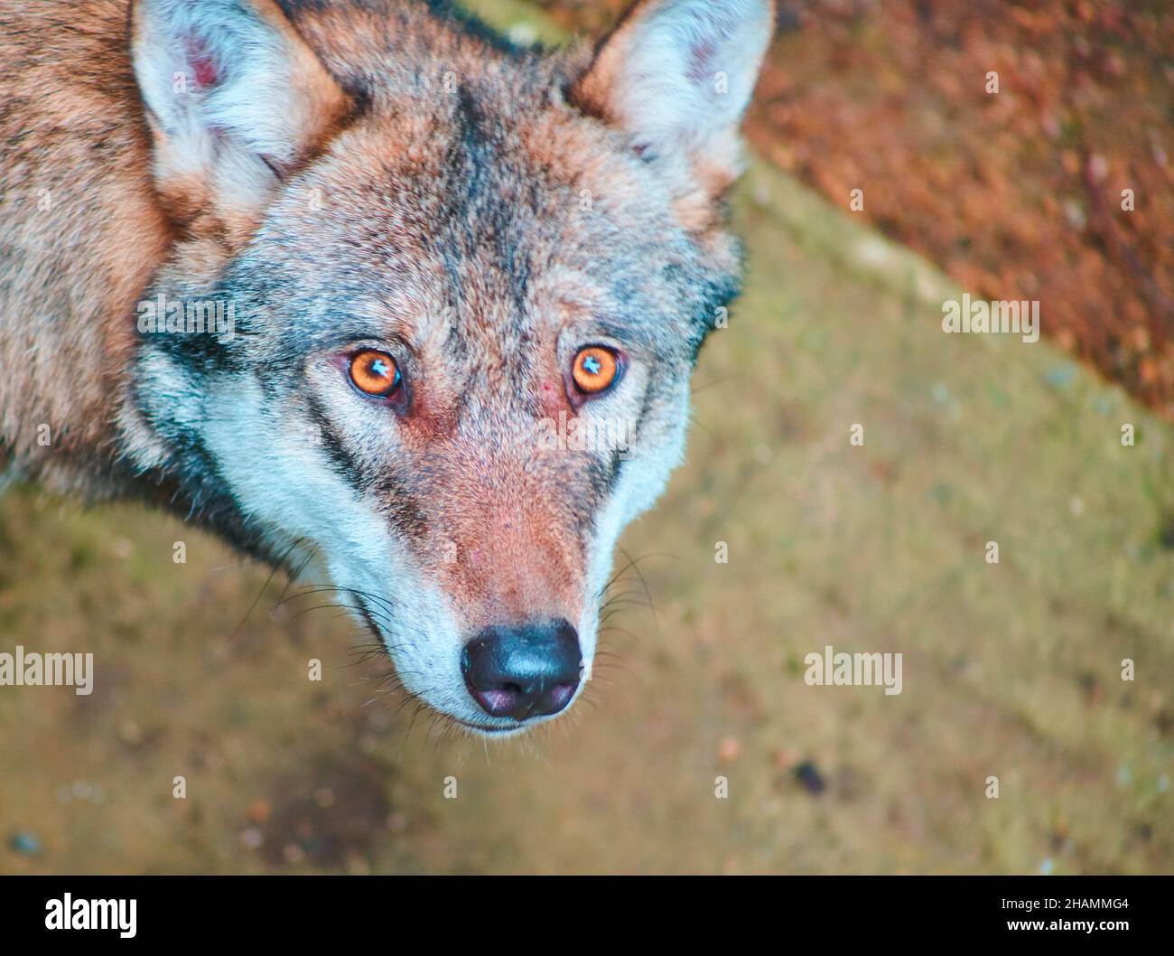 Srni hi-res stock photography and images - Alamy