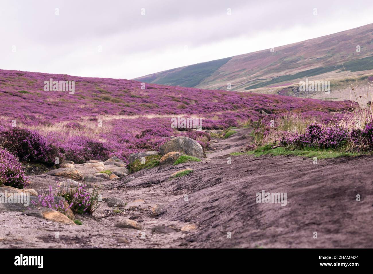 Path in Peak District hills surrounded by purple heather bushes in ...