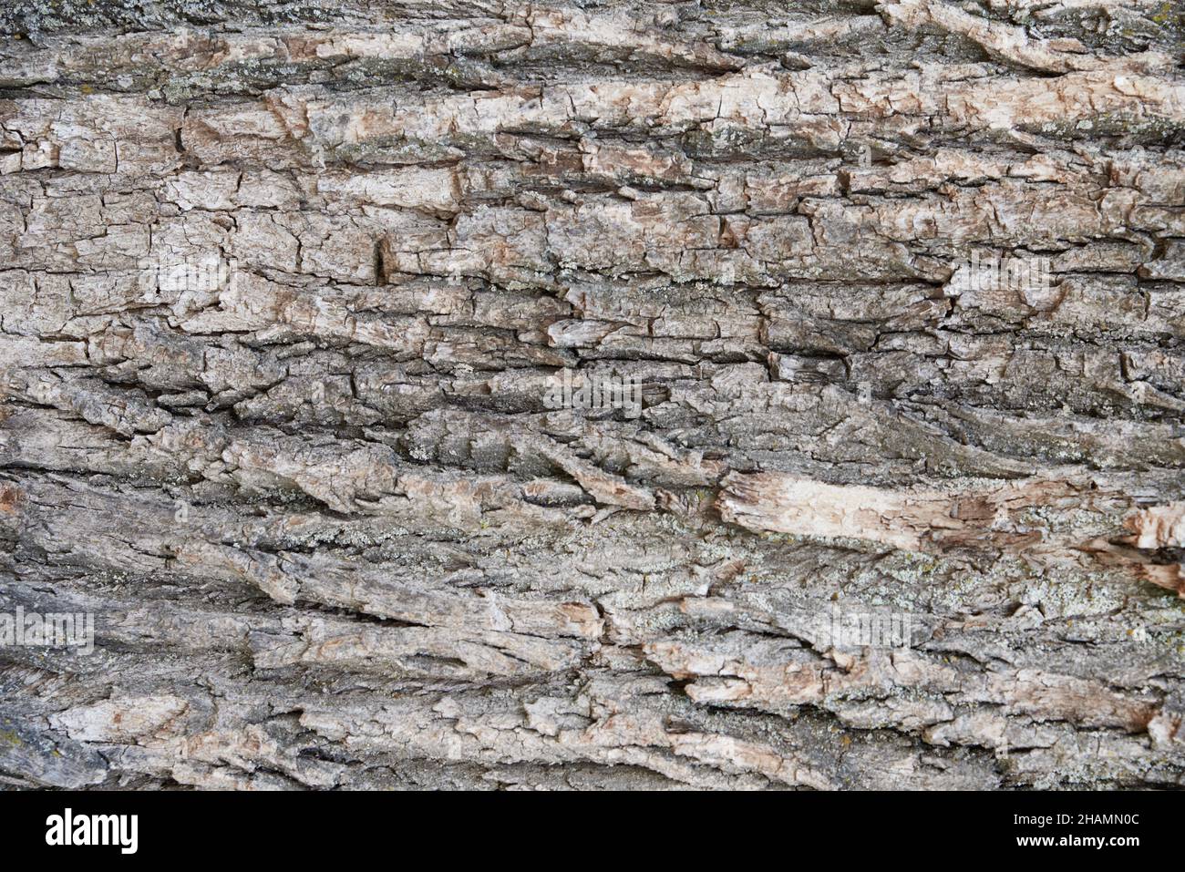 Tree bark natural background hi-res stock photography and images - Alamy