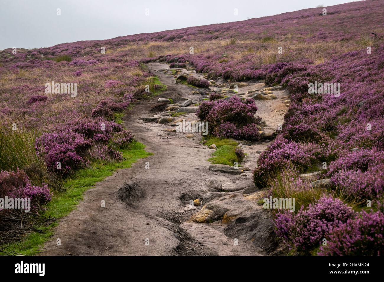 Path in Peak District hills surrounded by purple heather bushes in ...