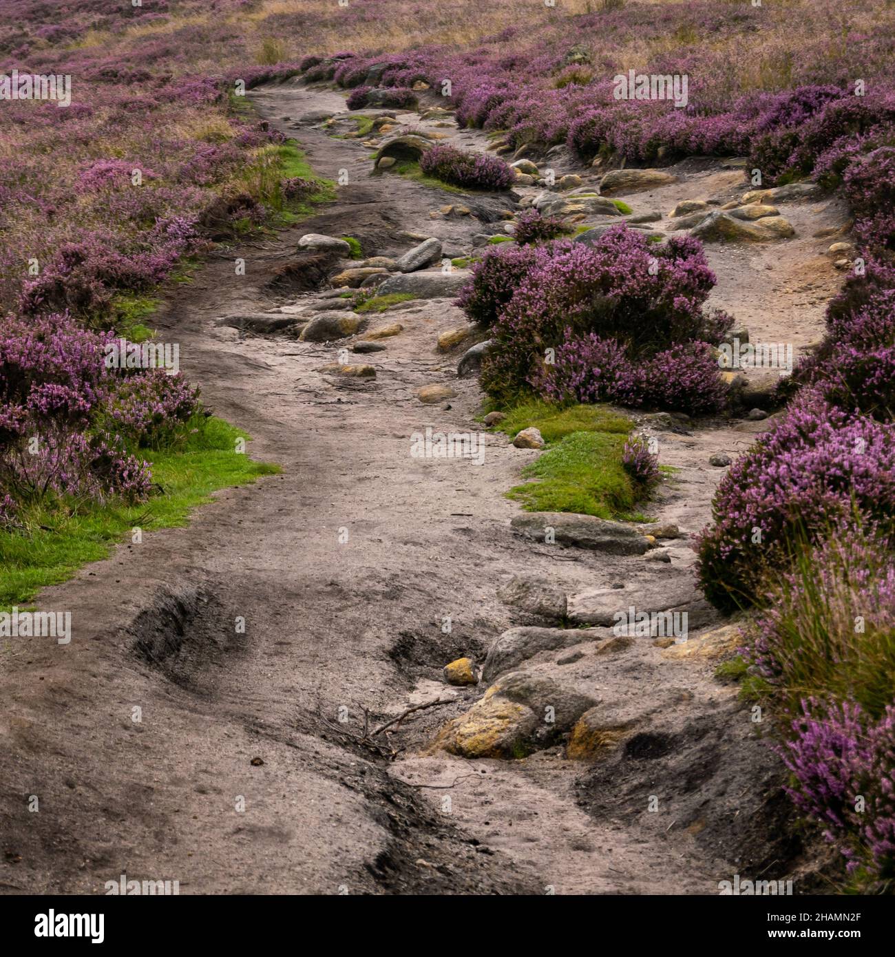 Path in Peak District hills surrounded by purple heather bushes in ...