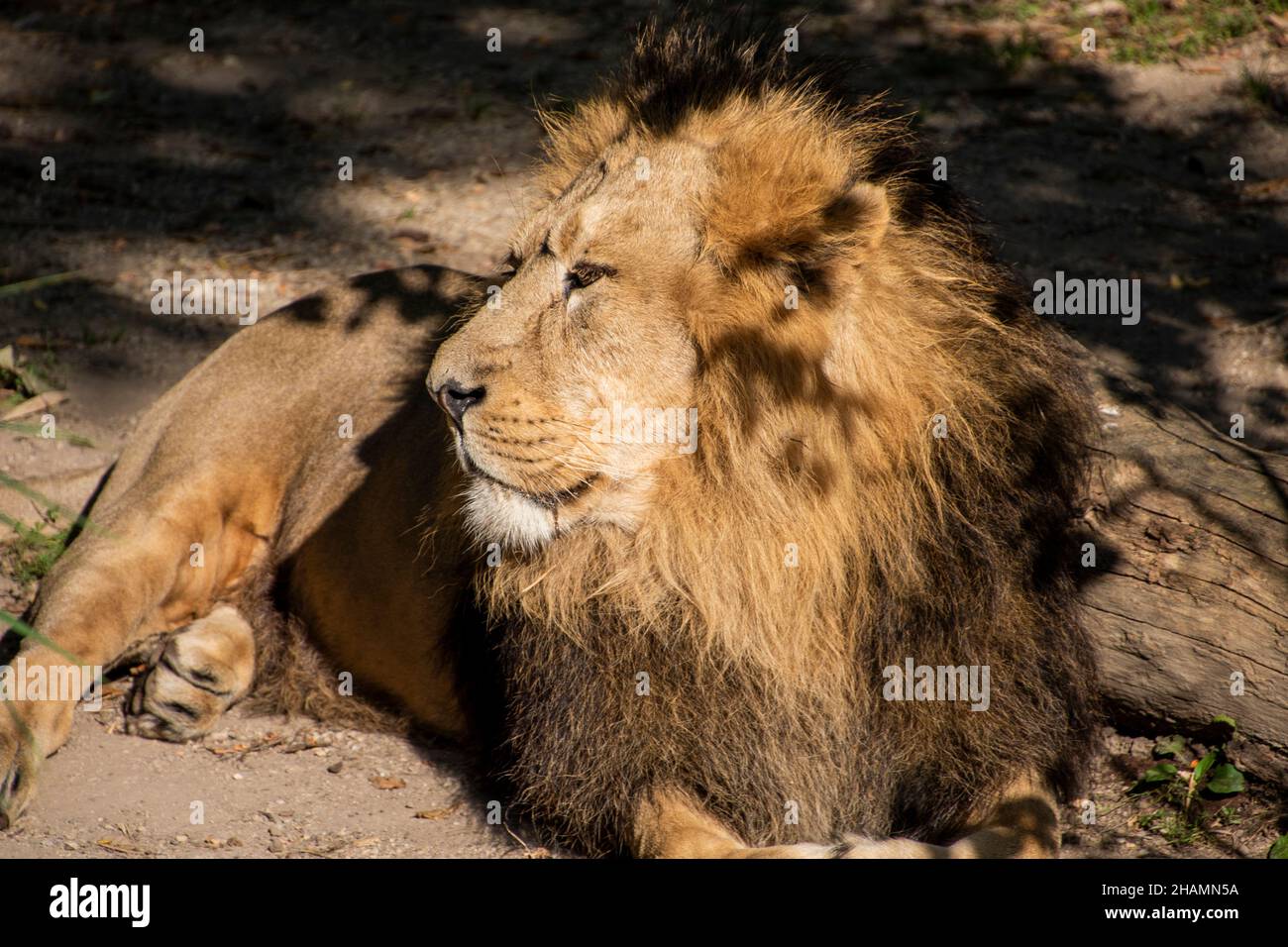 Lion , King of the jungle , Portrait Wildlife animal Stock Photo - Alamy