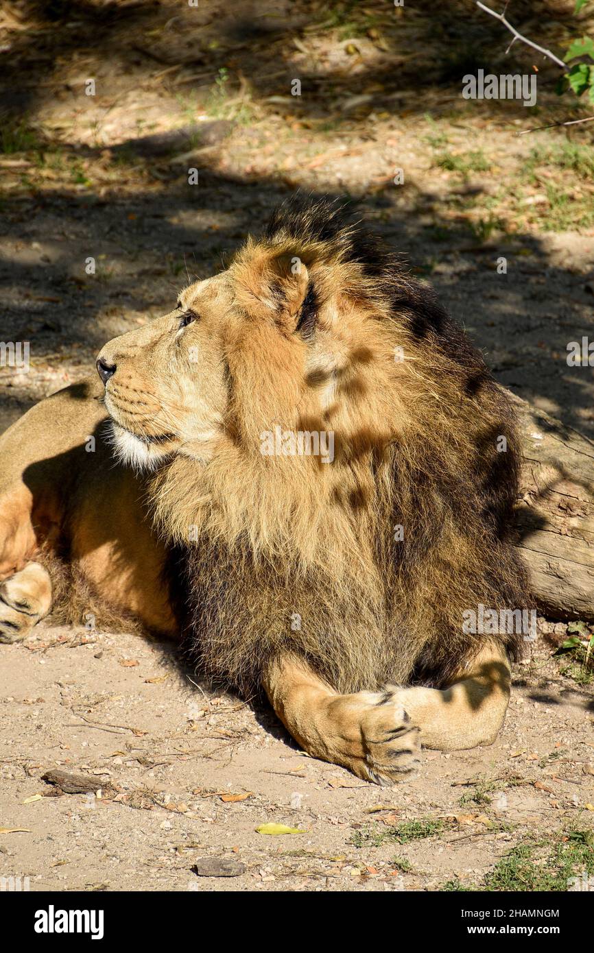Lion , King of the jungle , Portrait Wildlife animal Stock Photo - Alamy