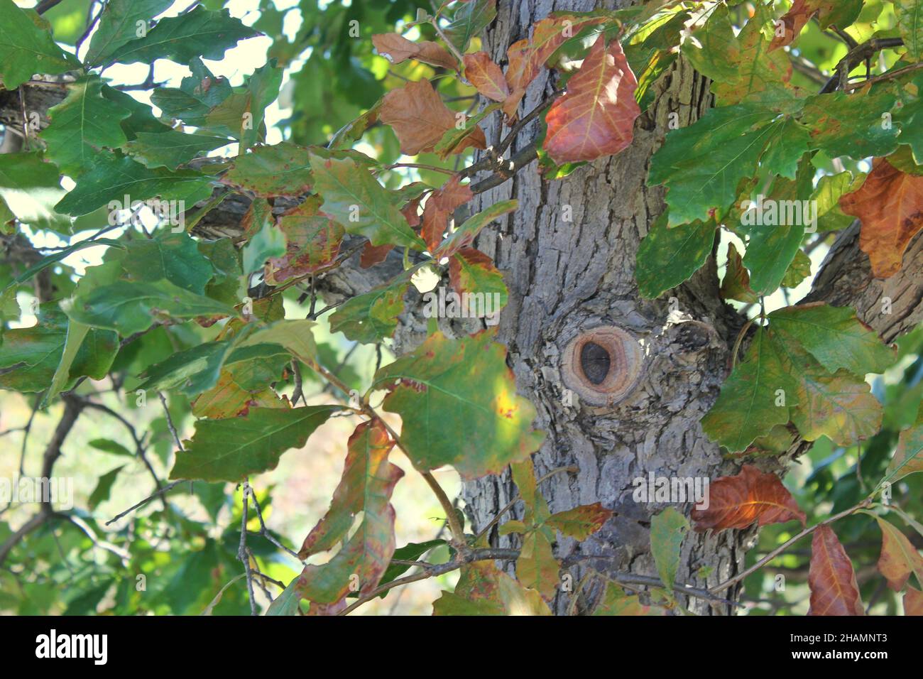 Old oak tree growing in the autumn meadow under the bright sunny sun ...