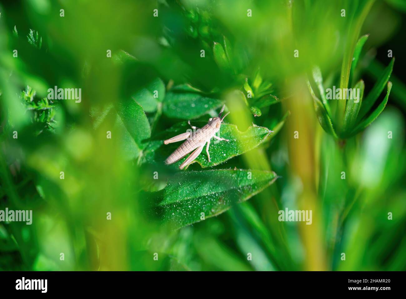 Common Grasshopper Insect on Grass Macro Stock Photo - Alamy