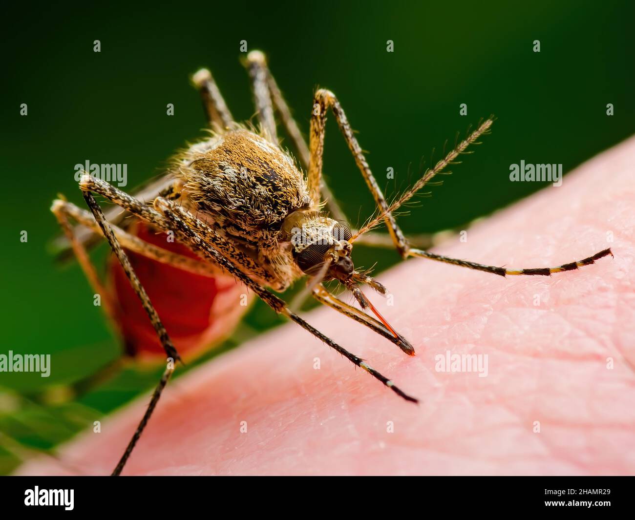 Encephalitis, Yellow Fever, Malaria Disease, Mayaro or Zika Virus ...