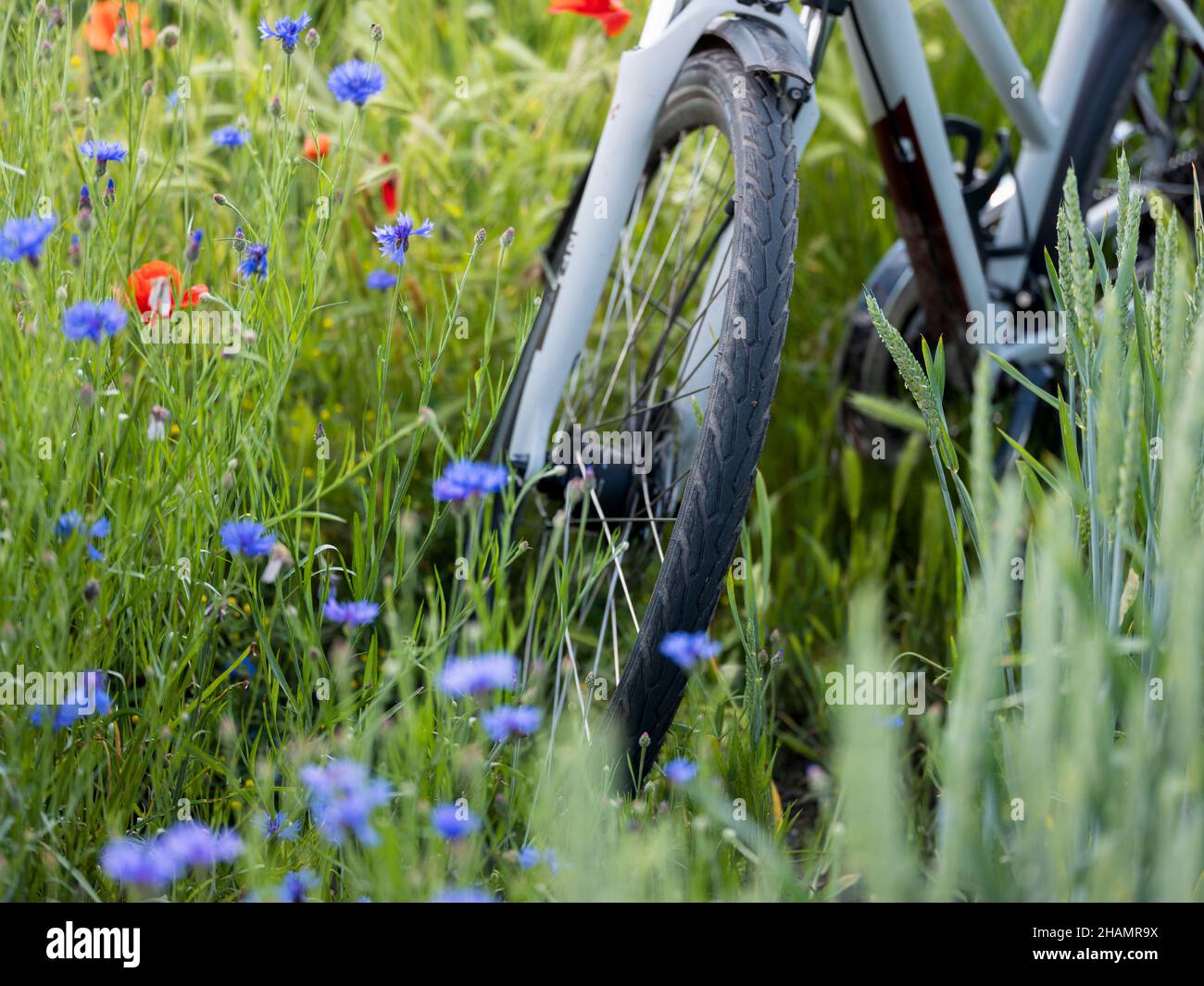 Bright Blue Corny Flowers on a Flower Meadow in Early Summer Stock ...