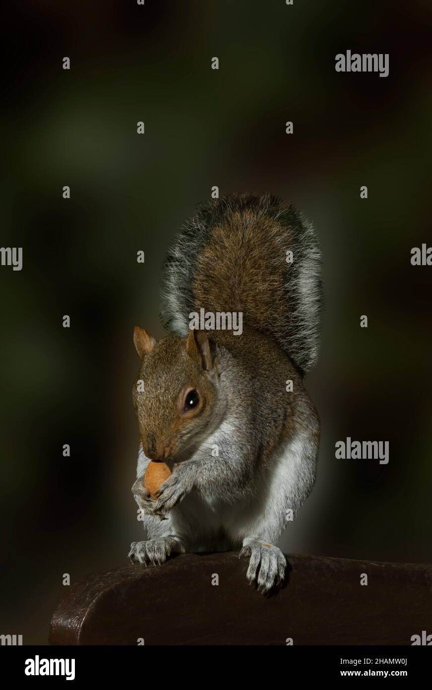 Grey Squirrel On Bench Eating Almond Nut Stock Photo - Alamy