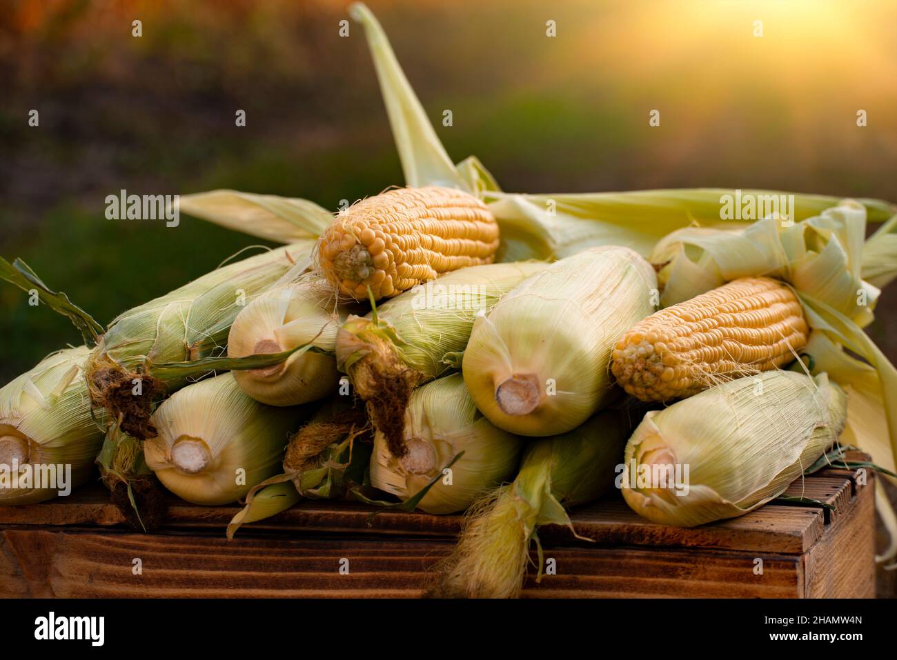 Just picked sweet corn cobs on wood plank crate closeup view Stock ...