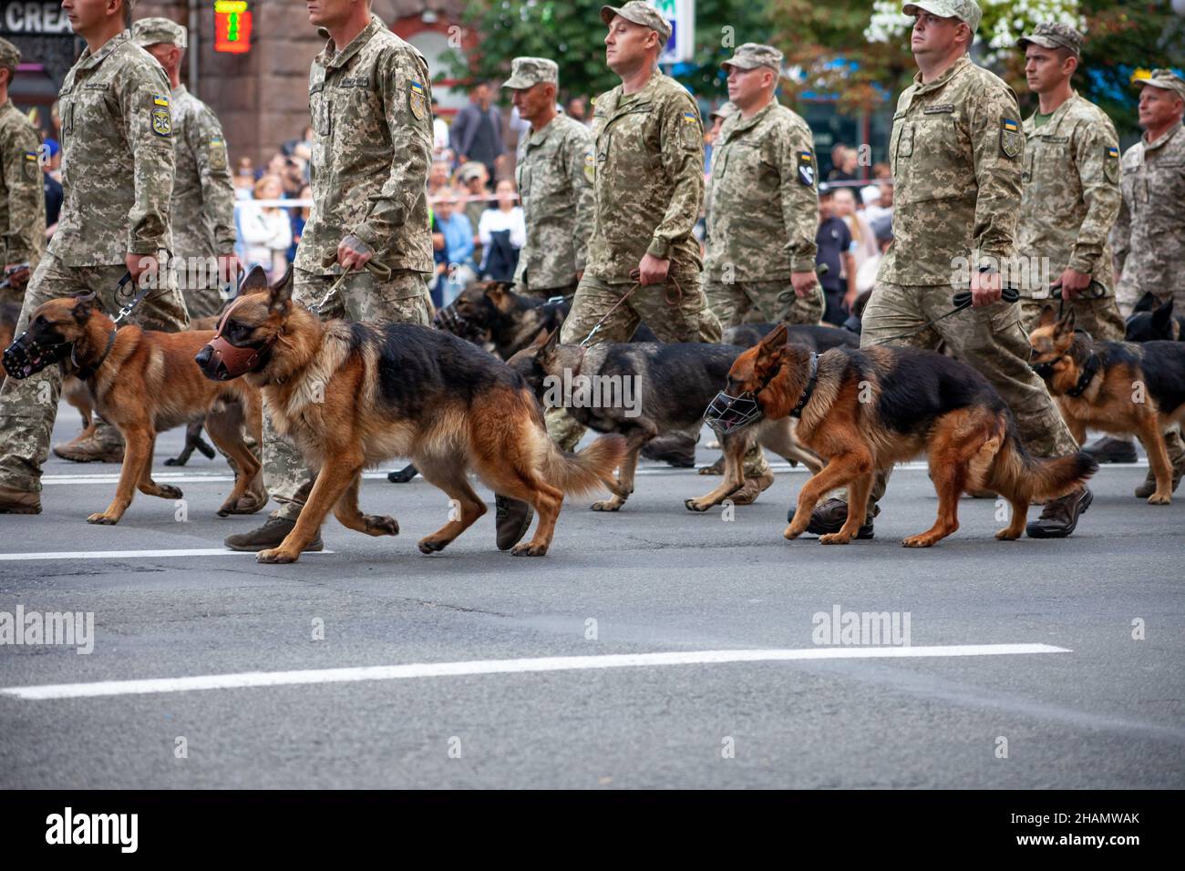 Ukraine, Kiev - August 18, 2020: Border guards with shepherd dogs. The ...