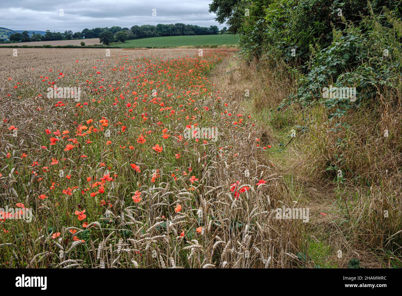Farming agriculture mid wales landscape hi-res stock photography and ...