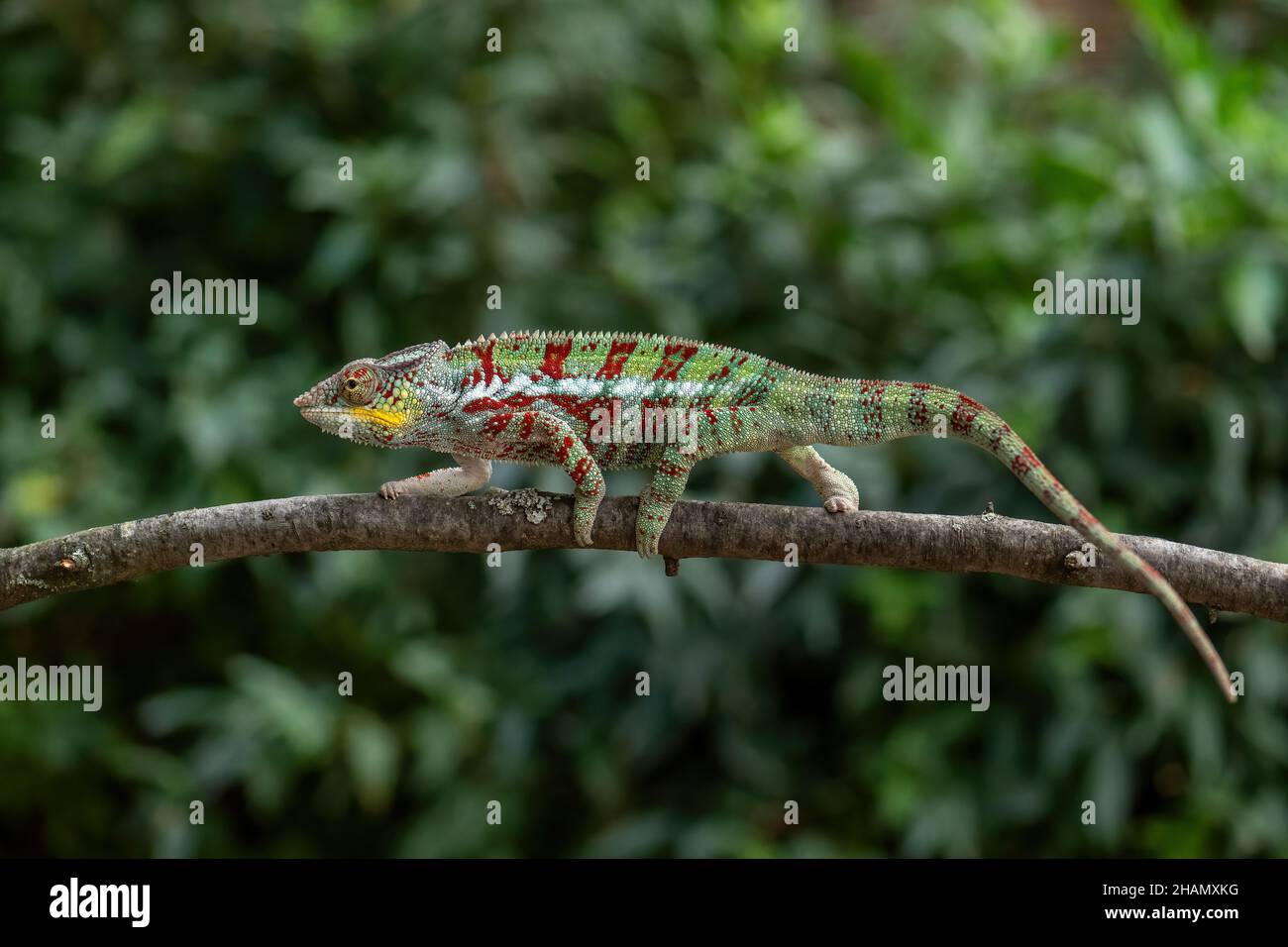 Panther Chameleon - Furcifer pardalis, beautiful colored lizard endemic ...