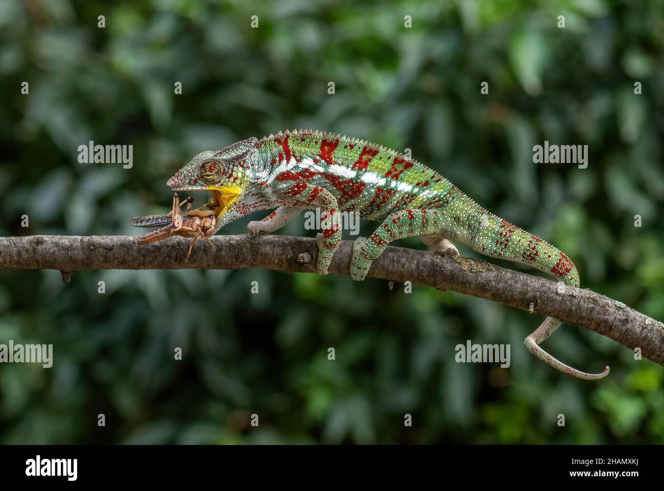 Panther Chameleon - Furcifer pardalis, beautiful colored lizard endemic ...