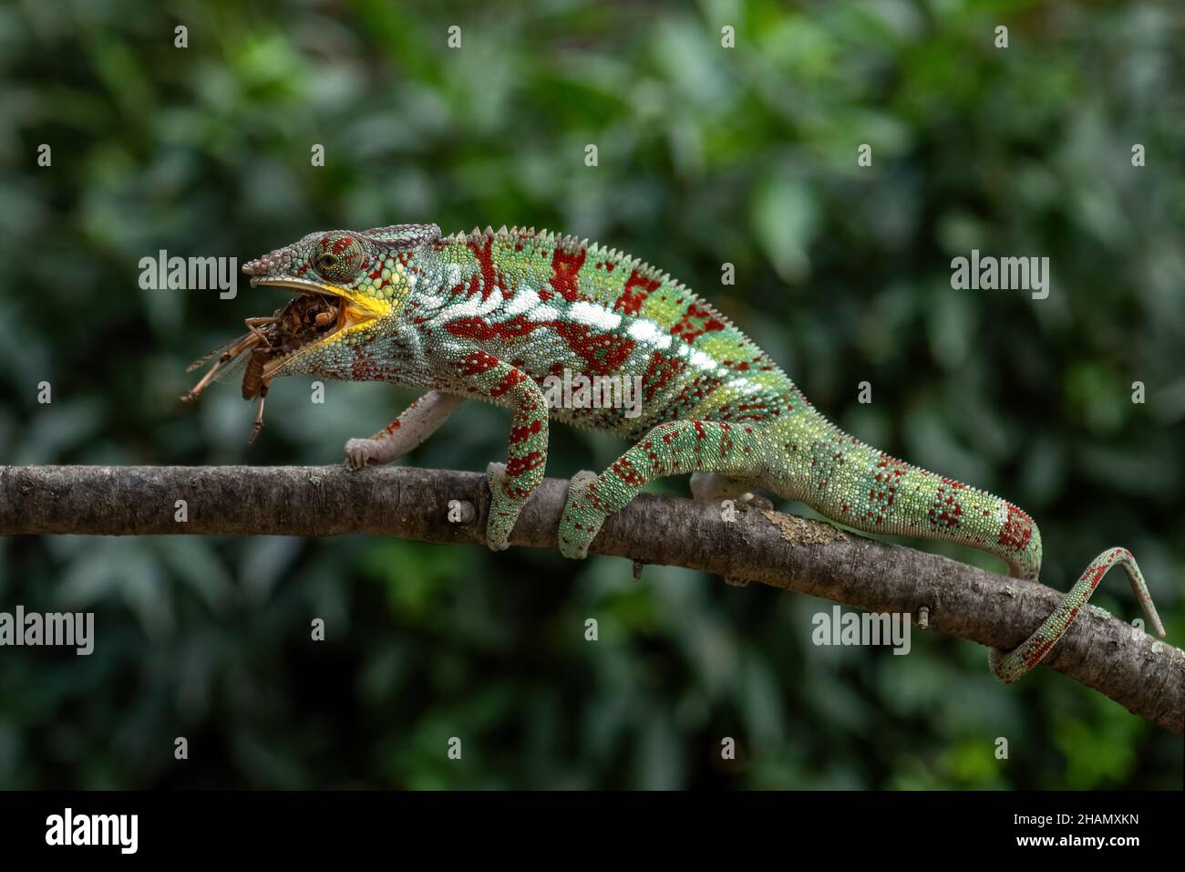 Panther Chameleon - Furcifer pardalis, beautiful colored lizard endemic ...