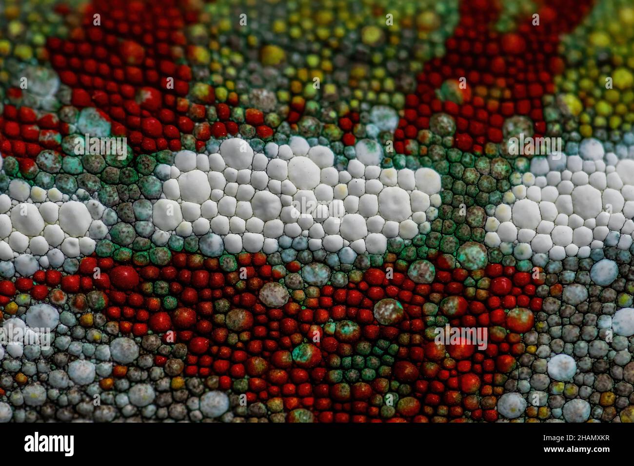 Panther Chameleon - Furcifer pardalis, beautiful colored lizard endemic ...