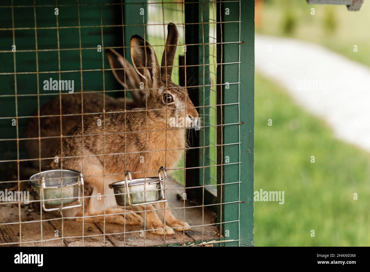Domestic furry red and gray farm rabbits bunny behind the bars of cage ...