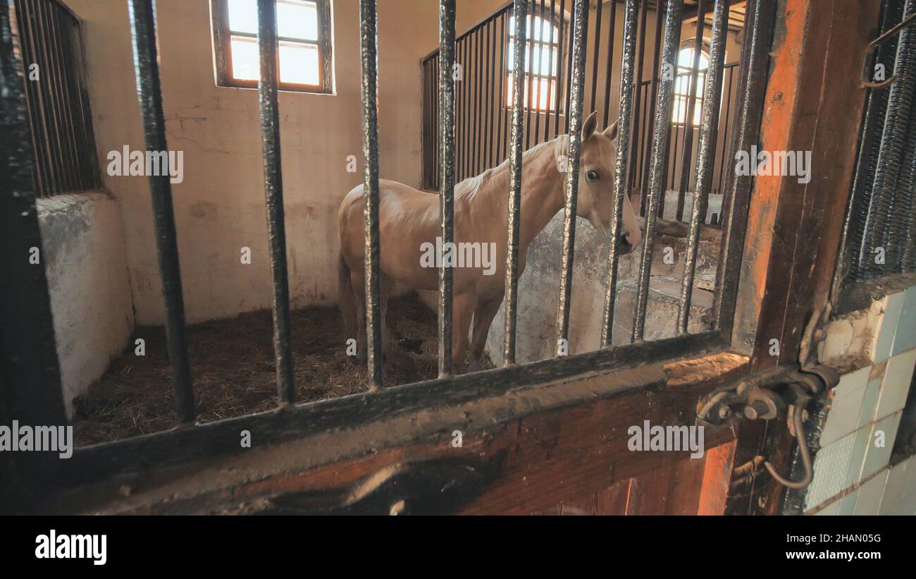 A beautiful young horse in a stable behind a cage Stock Photo - Alamy