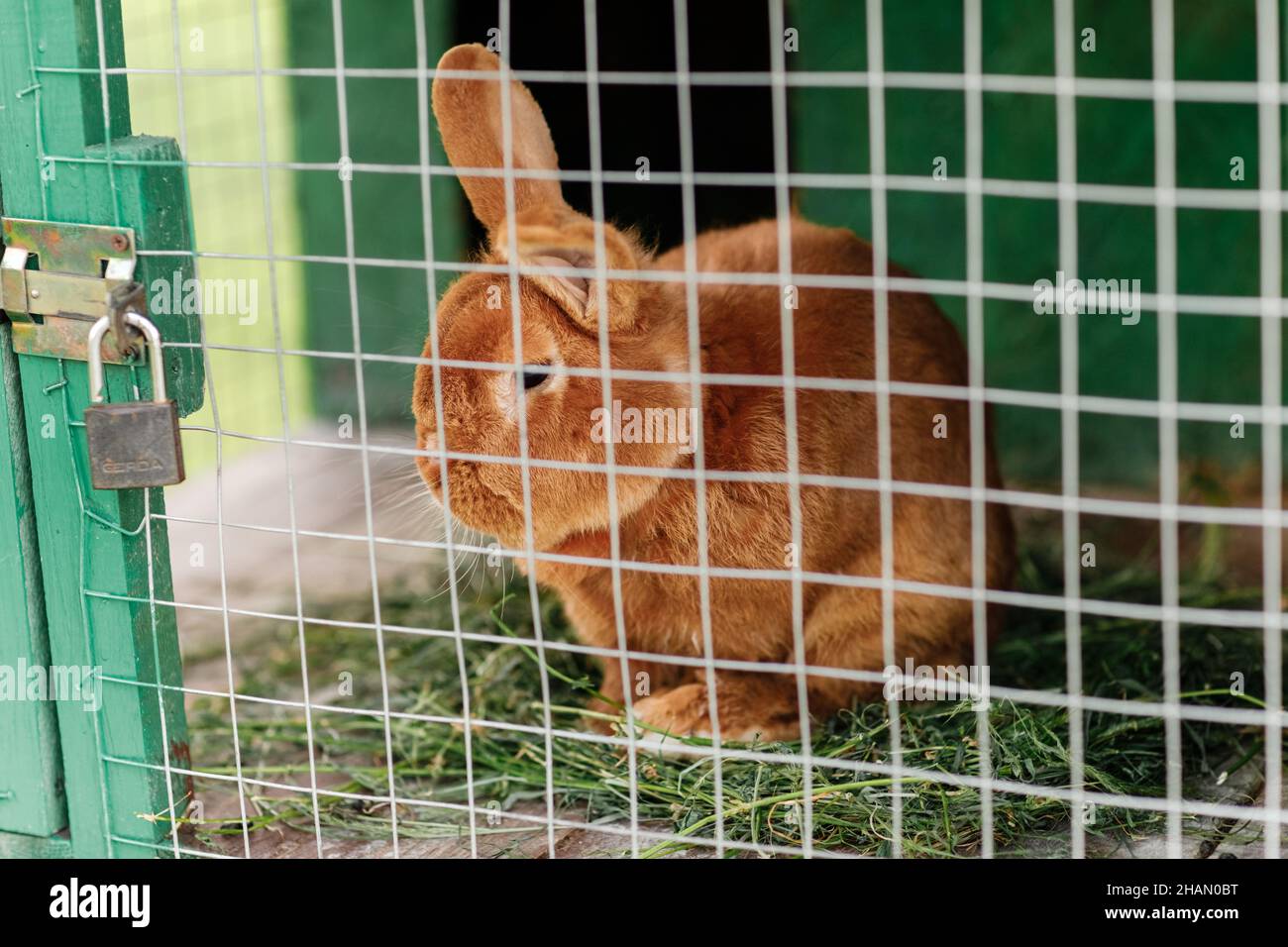 Domestic furry red farm rabbit bunny behind the bars of cage at animal ...