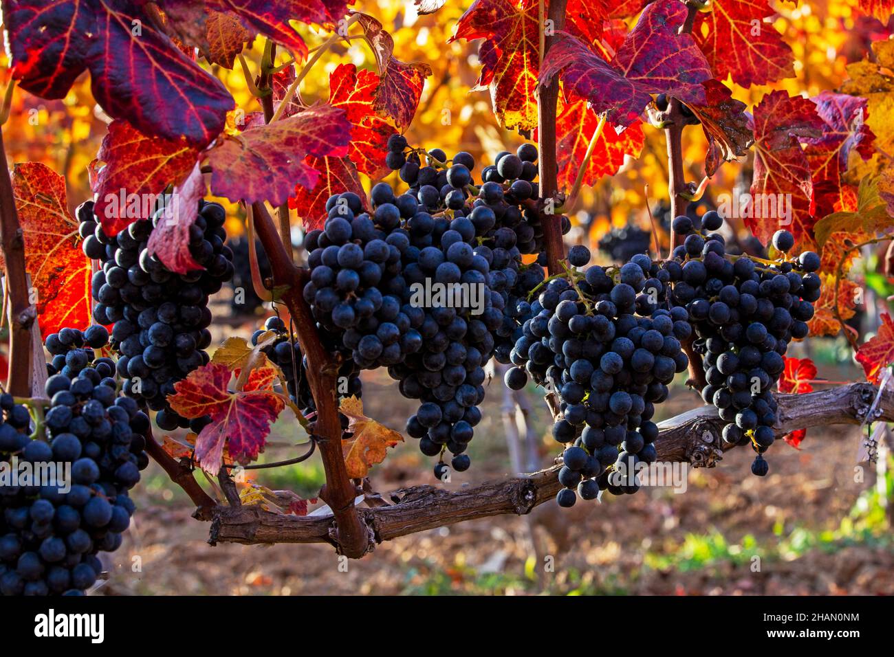 YANTAI, CHINA - NOVEMBER 14, 2021 - Matheran grapes are seen at CofCO ...