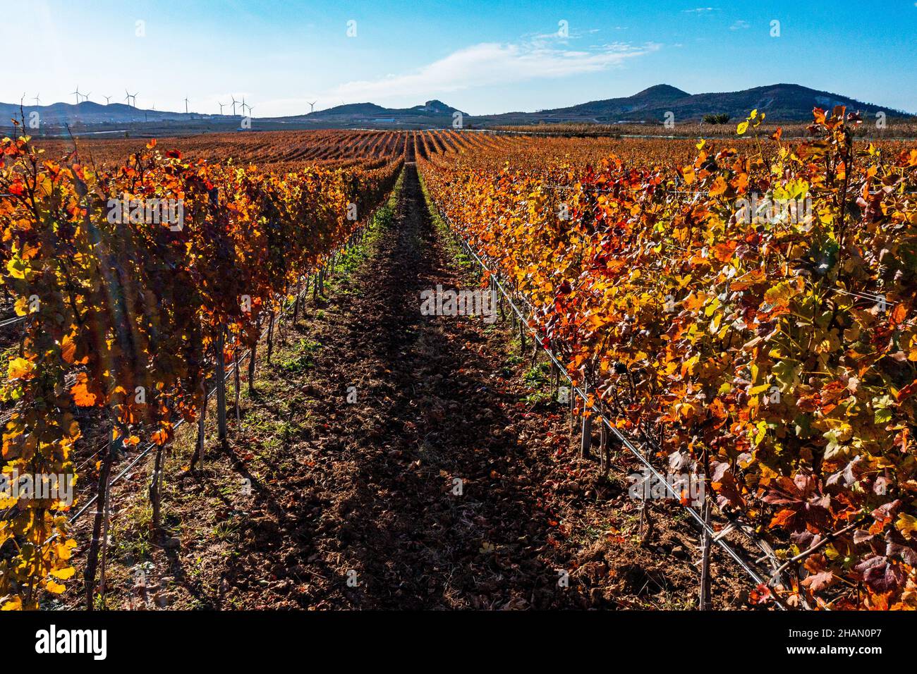 YANTAI, CHINA - NOVEMBER 14, 2021 - Matheran grapes are seen at CofCO ...