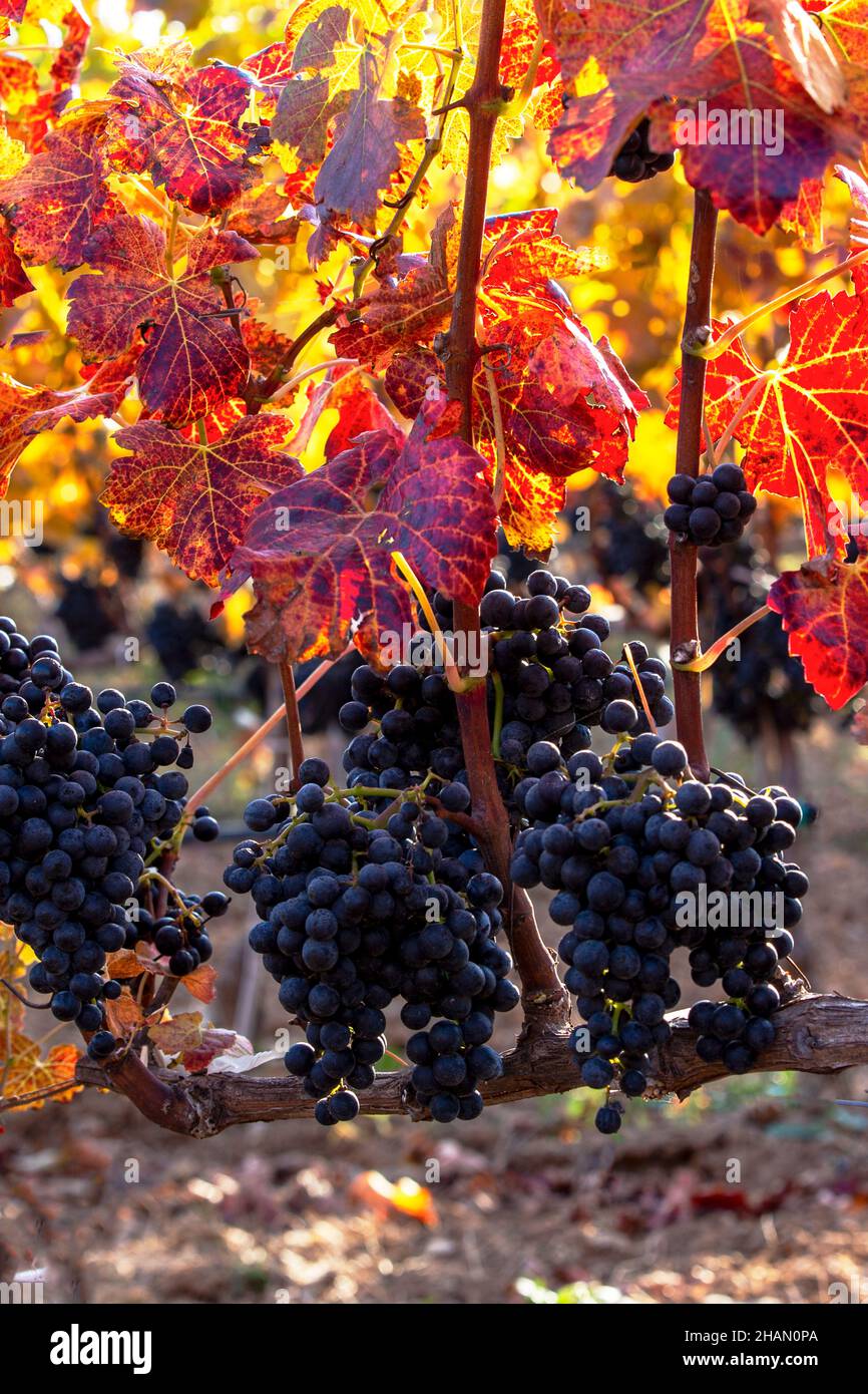 YANTAI, CHINA - NOVEMBER 14, 2021 - Matheran grapes are seen at CofCO ...