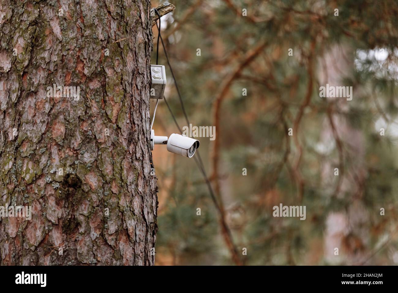 Security camera on the tree trunk, spy camera. close up Multi-angle ...