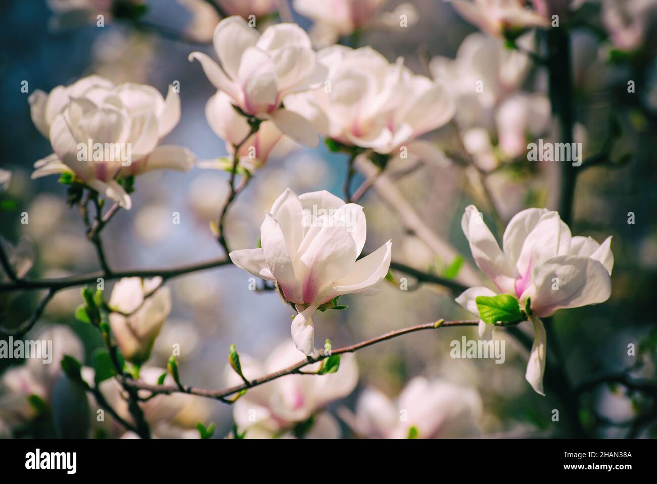 Magnolia spring flowers Stock Photo - Alamy